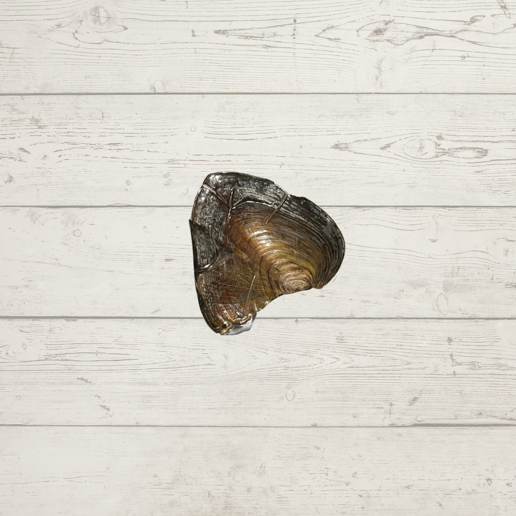 SINGLE RICE PEARL – Midwest Pearls & Gems | BNK Bamboo